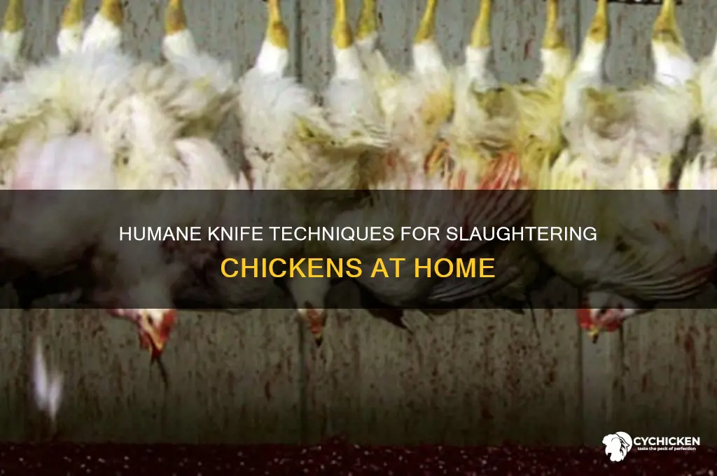 Humane Knife Techniques For Slaughtering Chickens At Home | CyChicken
