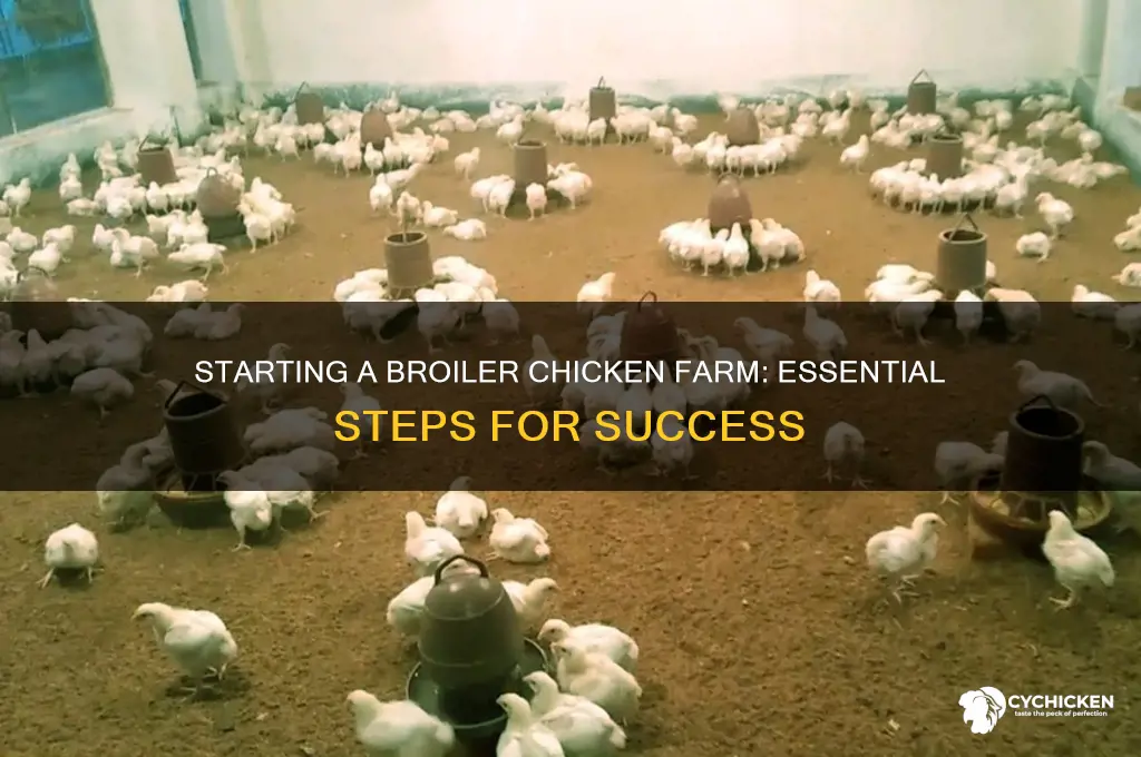 Starting A Broiler Chicken Farm: Essential Steps For Success | CyChicken