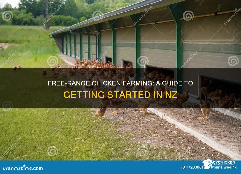 Free-Range Chicken Farming: A Guide To Getting Started In Nz | CyChicken