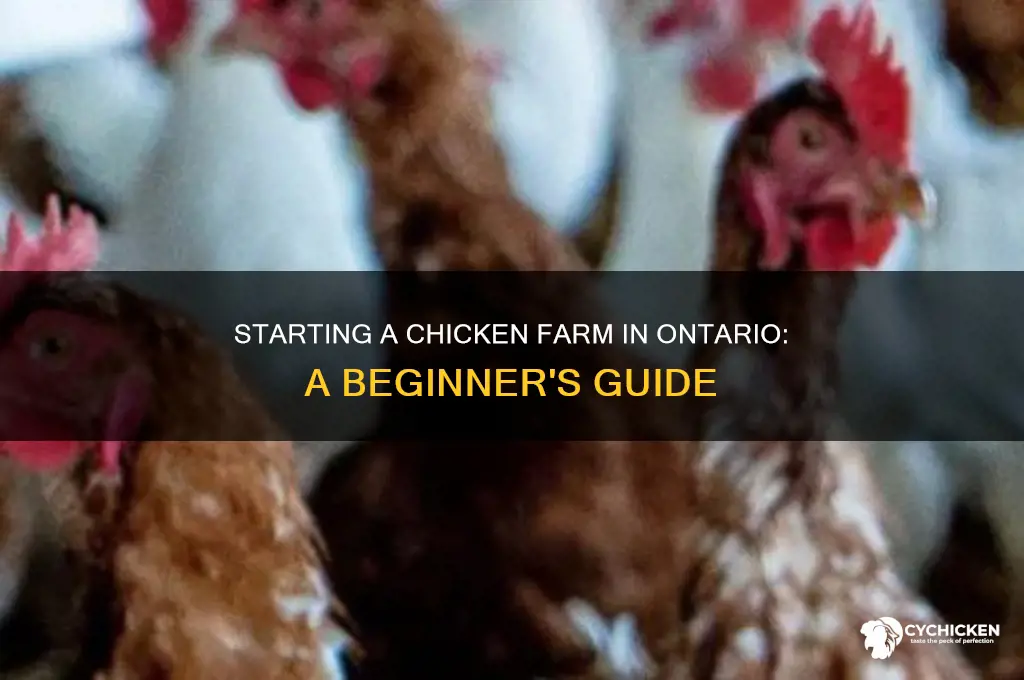 Starting A Chicken Farm In Ontario: A Beginner's Guide | CyChicken