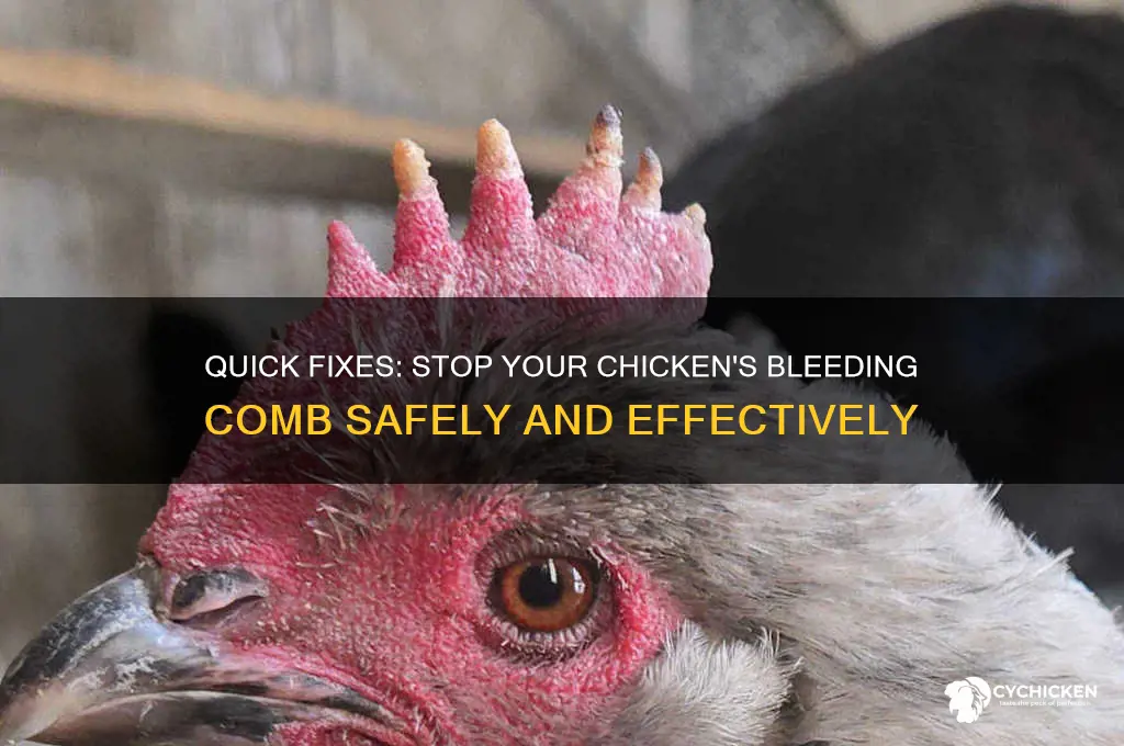Quick Fixes: Stop Your Chicken's Bleeding Comb Safely And Effectively ...
