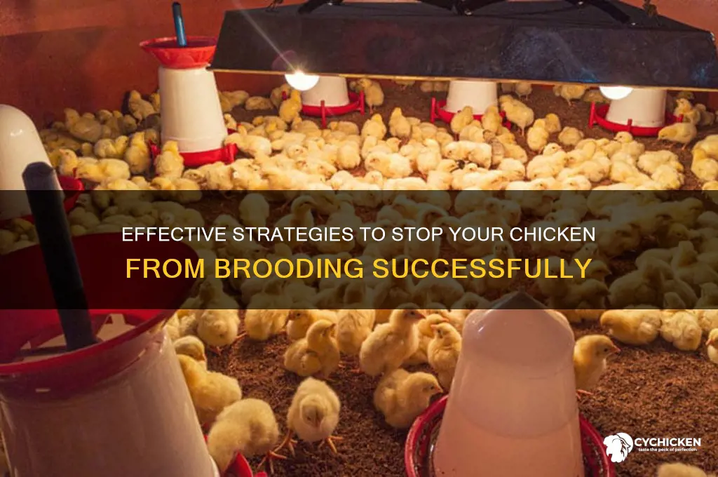 Effective Strategies To Stop Your Chicken From Brooding Successfully ...