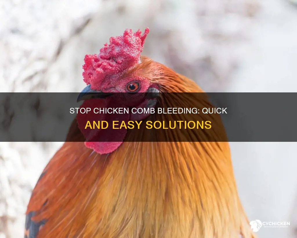Stop Chicken Comb Bleeding: Quick And Easy Solutions | CyChicken