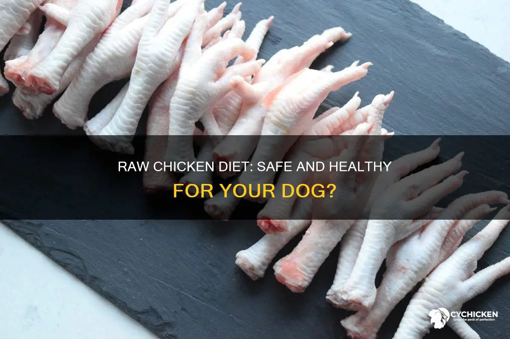 Raw Chicken Diet: Safe And Healthy For Your Dog? | CyChicken
