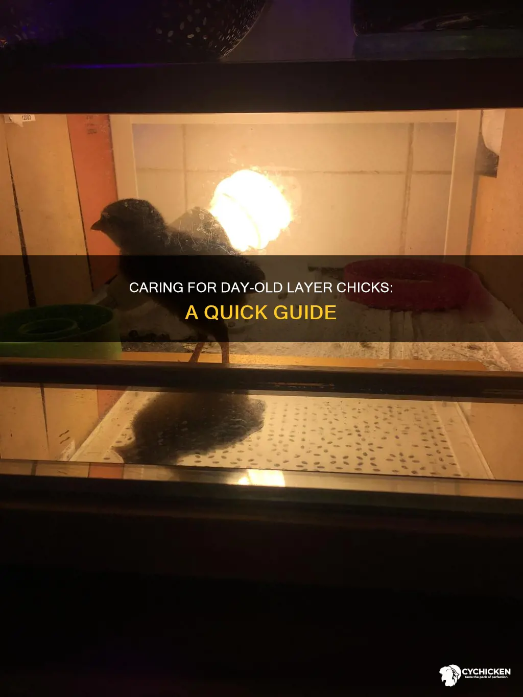 Caring For Day-Old Layer Chicks: A Quick Guide | CyChicken