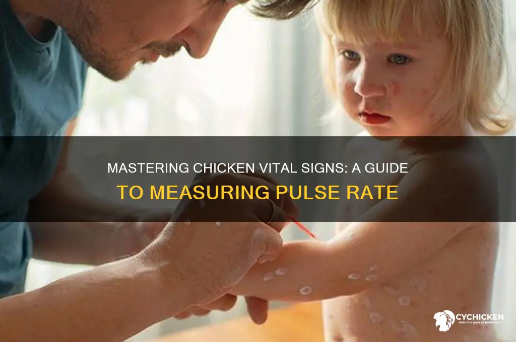 Mastering Chicken Vital Signs: A Guide To Measuring Pulse Rate | CyChicken