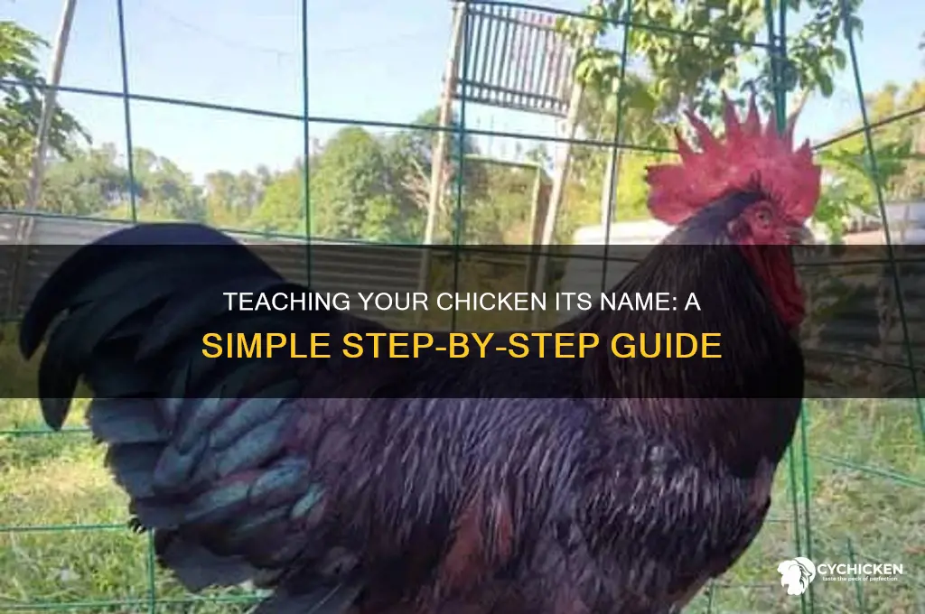 Teaching Your Chicken Its Name: A Simple Step-By-Step Guide | CyChicken