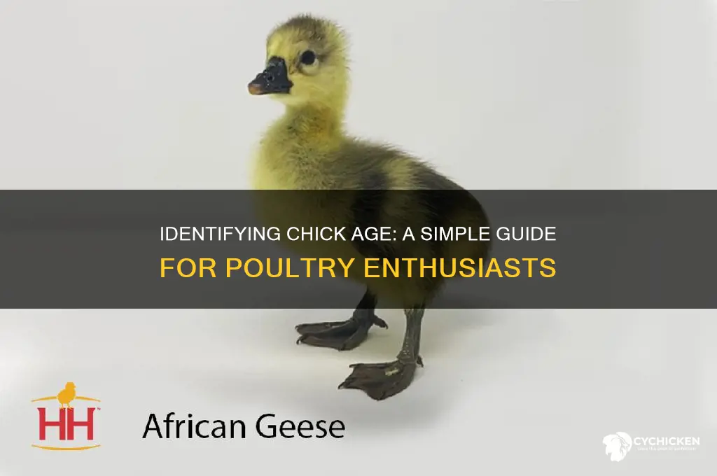 Identifying Chick Age: A Simple Guide For Poultry Enthusiasts | CyChicken