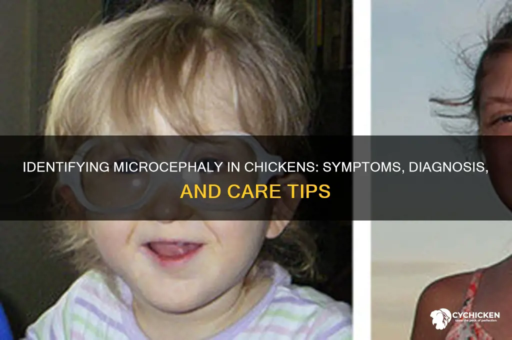 Identifying Microcephaly In Chickens: Symptoms, Diagnosis, And Care ...