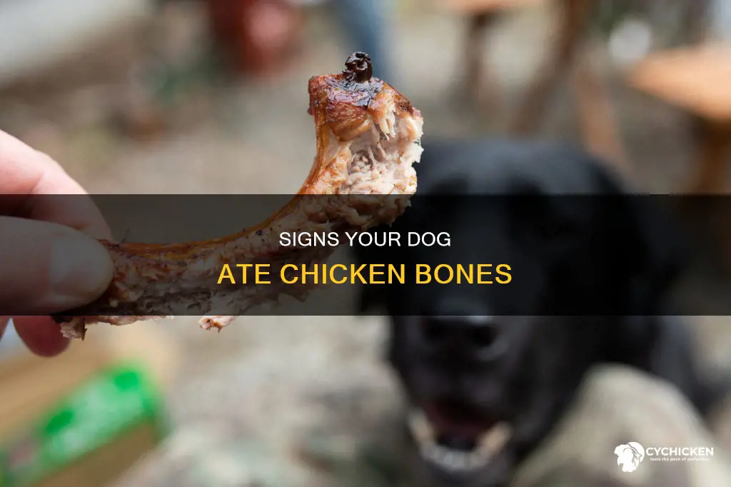 Signs Your Dog Ate Chicken Bones | CyChicken