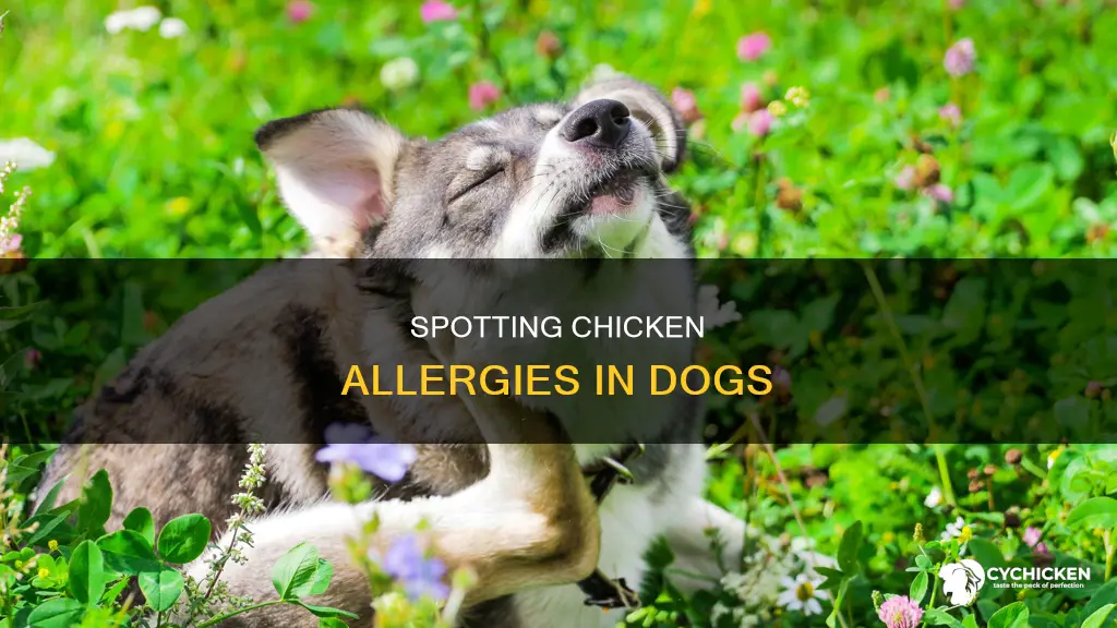 Spotting Chicken Allergies In Dogs | CyChicken