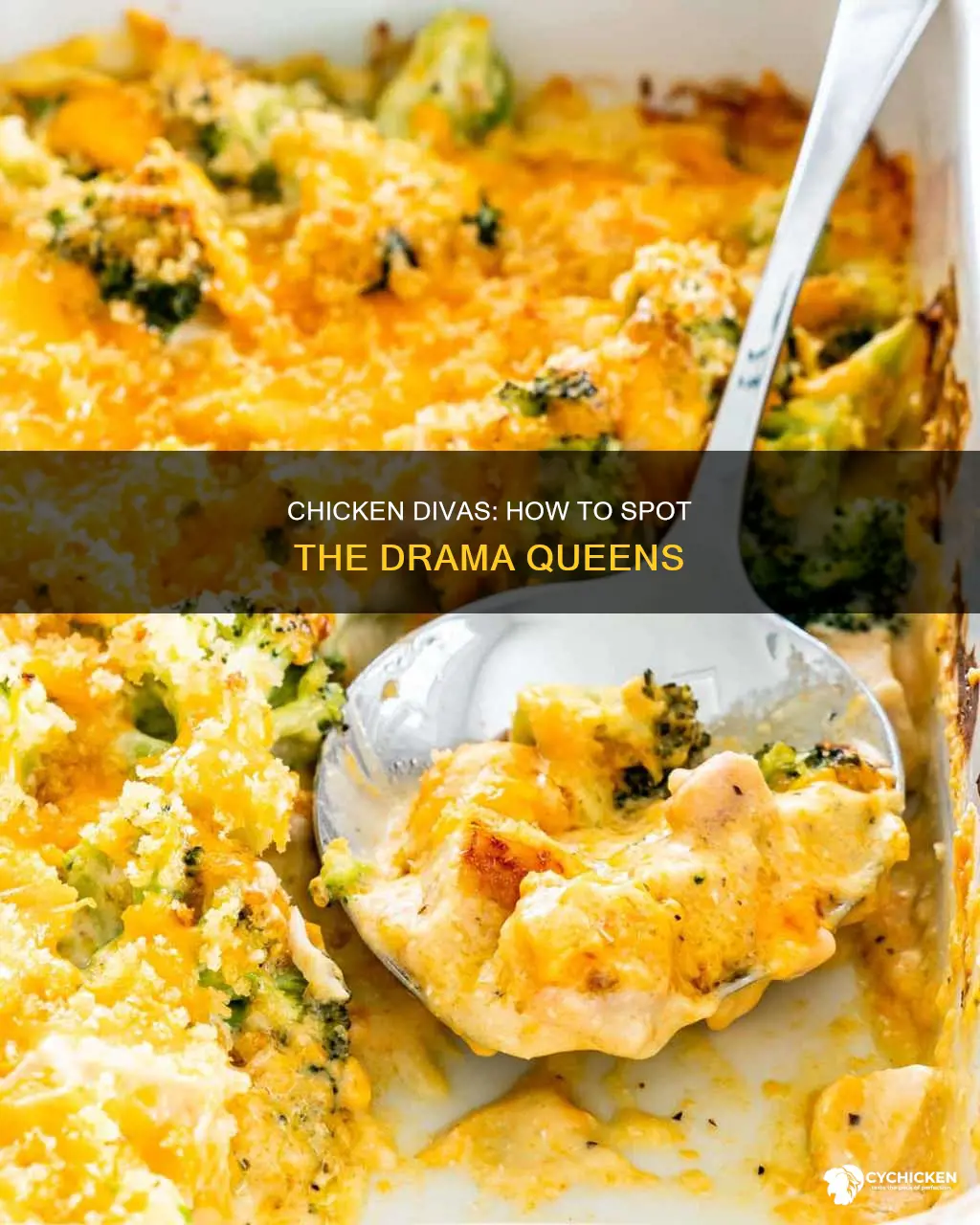 Chicken Divas: How To Spot The Drama Queens | CyChicken