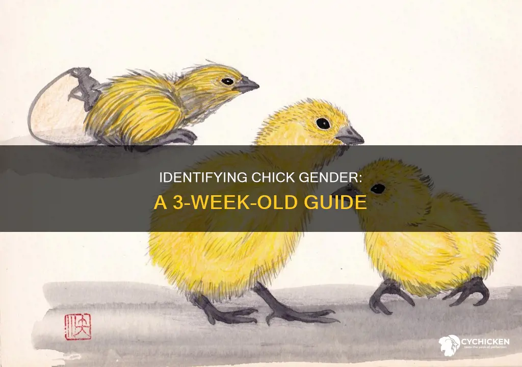 Identifying Chick Gender: A 3-Week-Old Guide | CyChicken