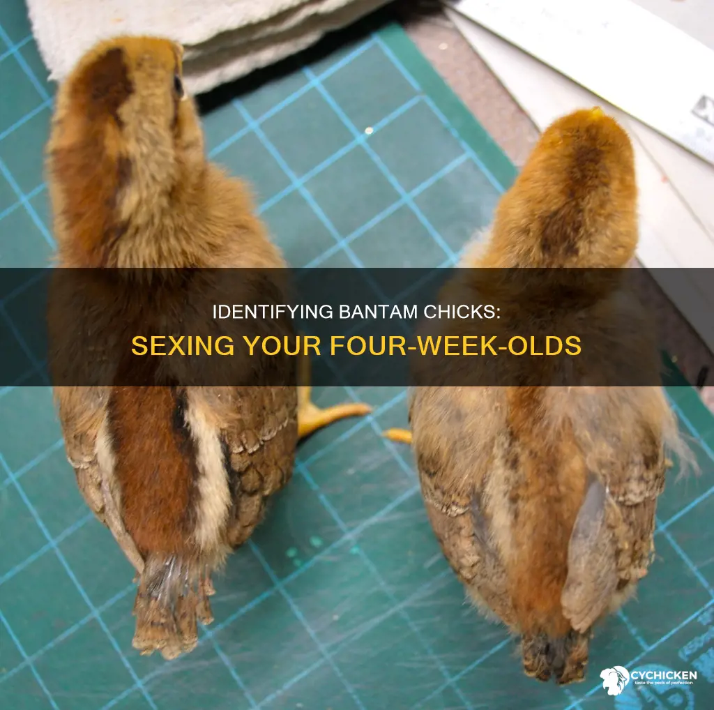 Identifying Bantam Chicks: Sexing Your Four-Week-Olds | CyChicken