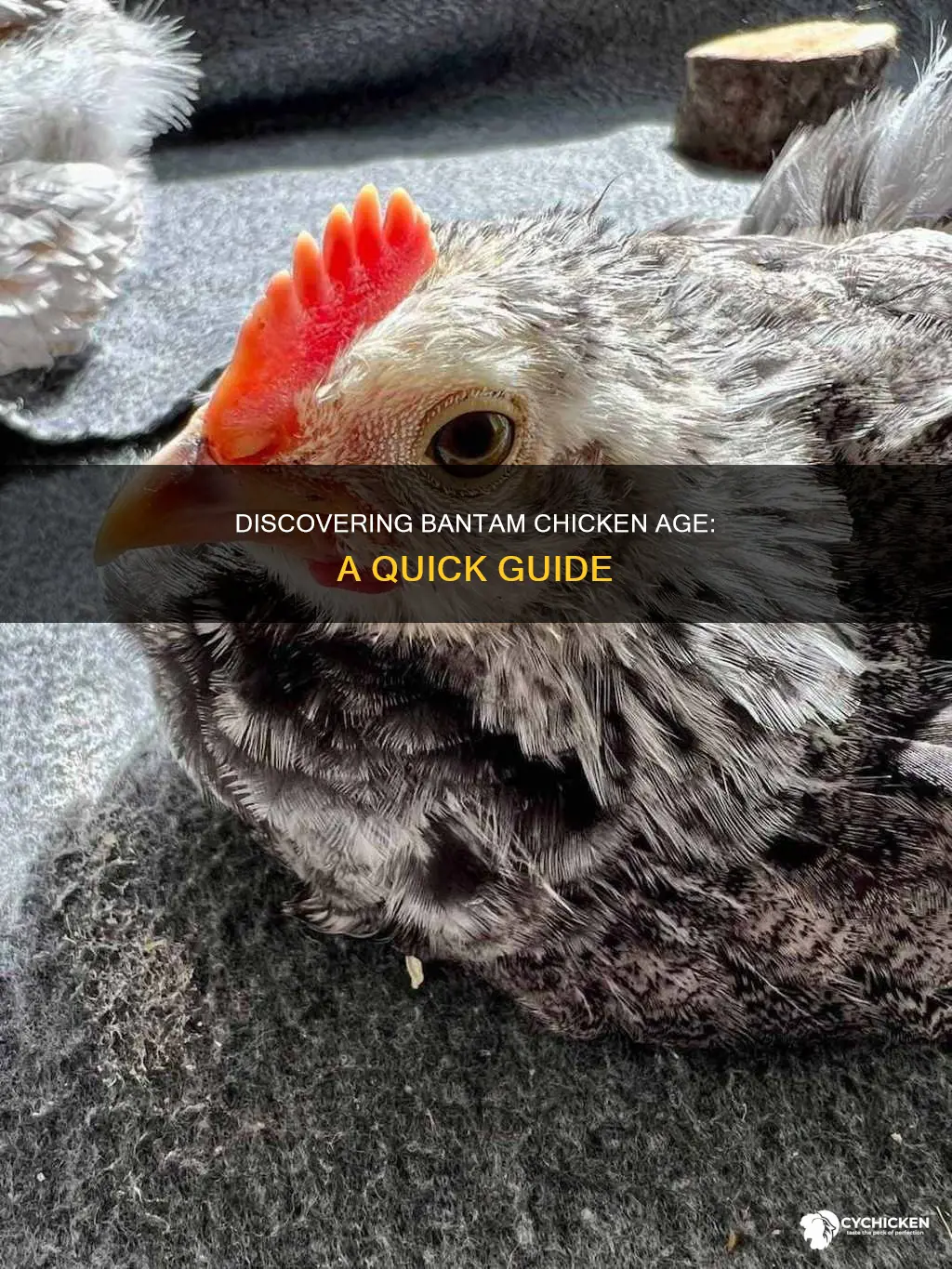 Discovering Bantam Chicken Age: A Quick Guide | CyChicken