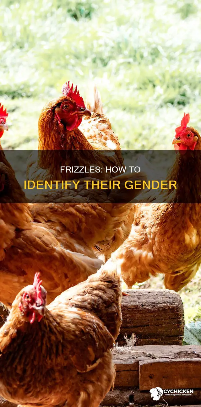 Frizzles: How To Identify Their Gender | CyChicken