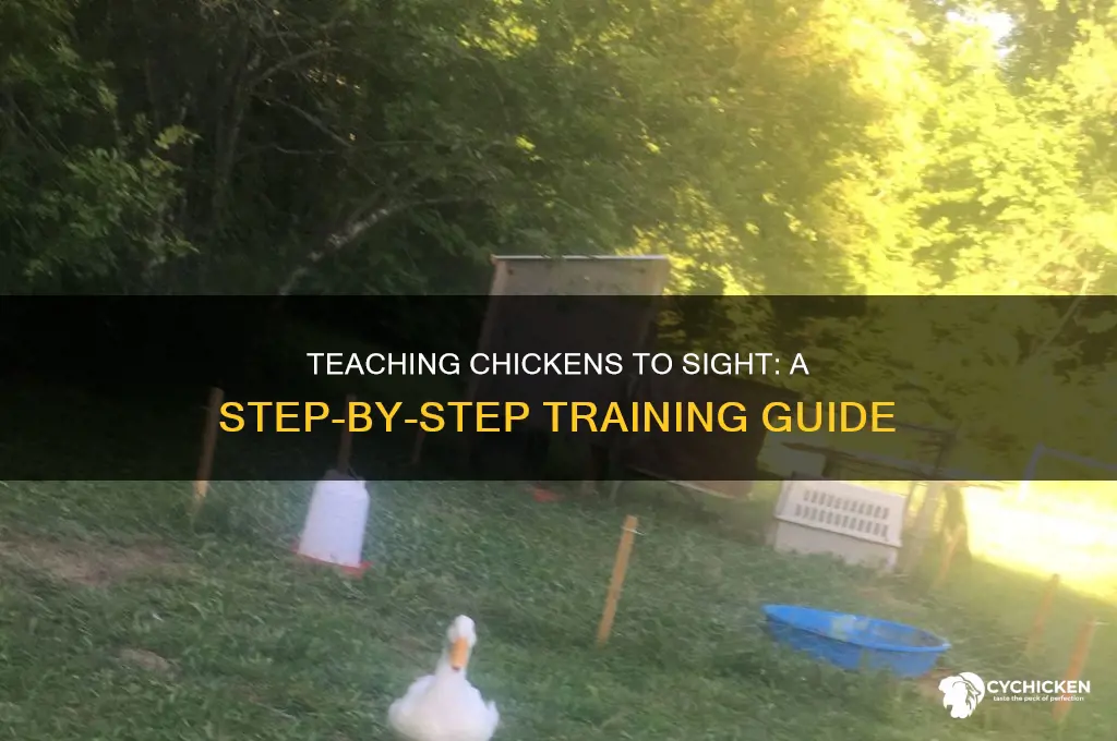 Teaching Chickens To Sight: A Step-By-Step Training Guide | CyChicken