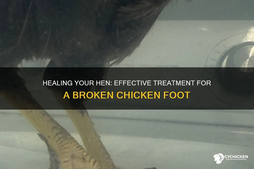 Healing Your Hen: Effective Treatment For A Broken Chicken Foot | CyChicken