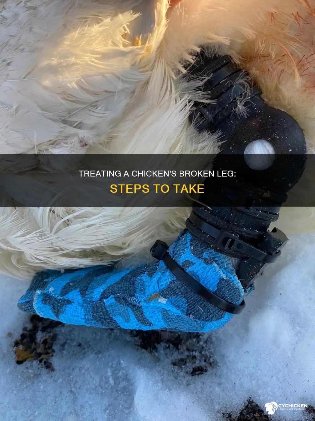 Treating A Chicken's Broken Leg: Steps To Take | CyChicken