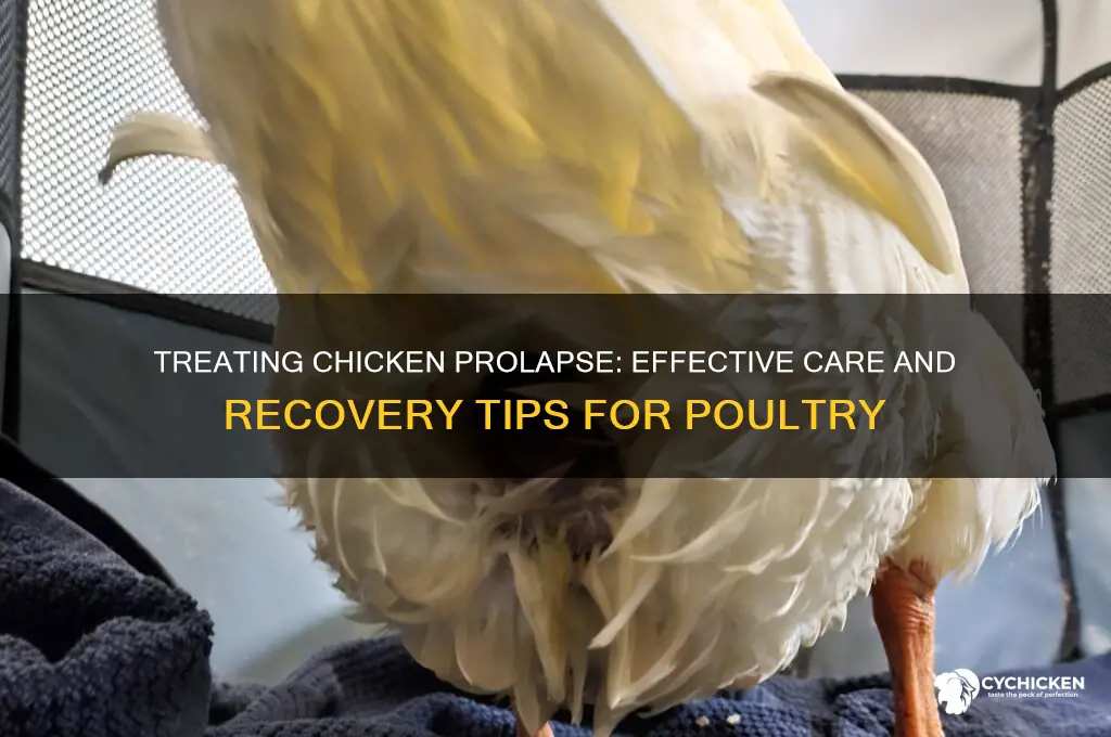 Treating Chicken Prolapse: Effective Care And Recovery Tips For Poultry ...
