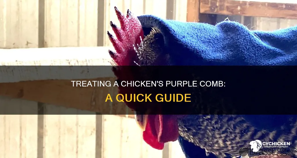 Treating A Chicken's Purple Comb: A Quick Guide | CyChicken