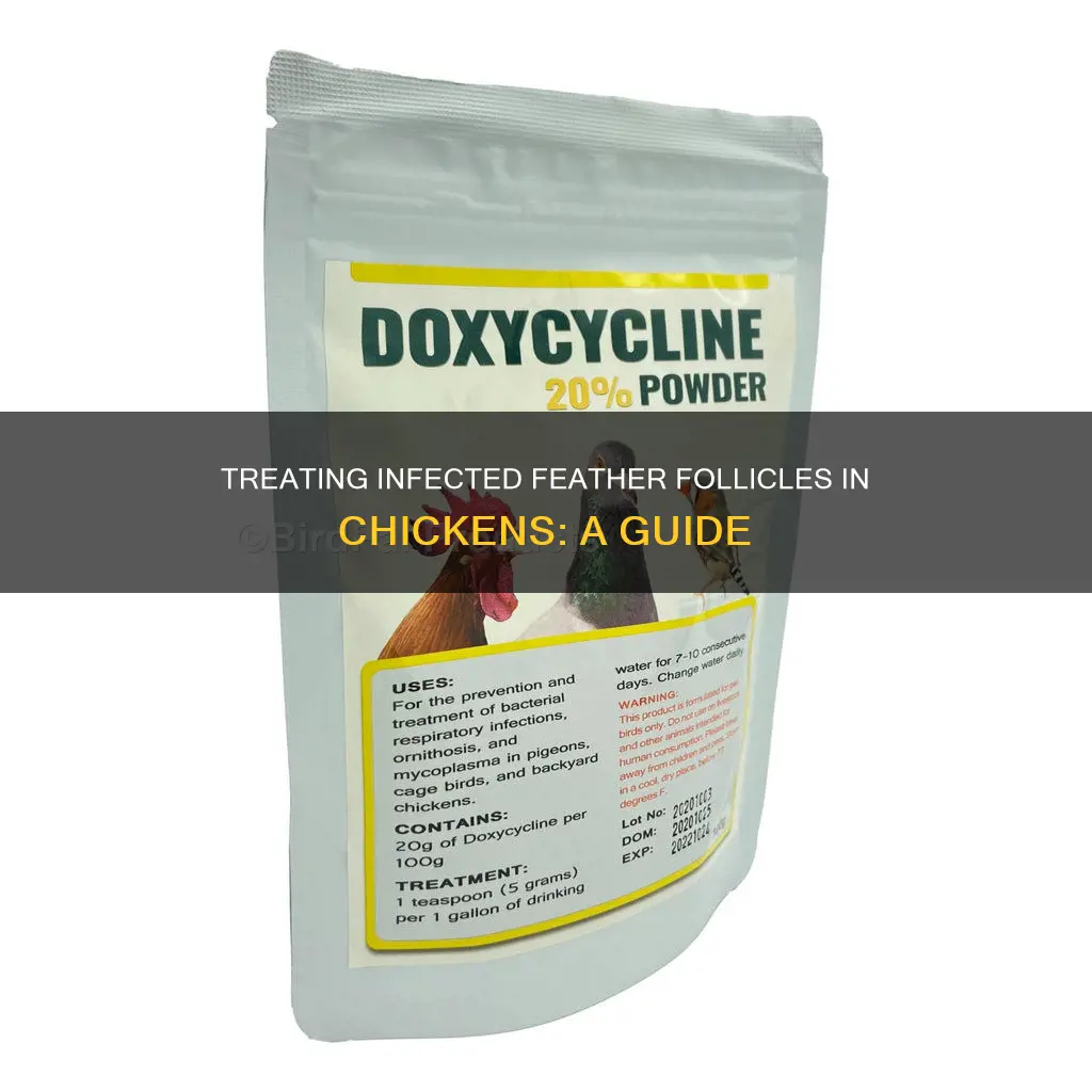 Treating Infected Feather Follicles In Chickens: A Guide | CyChicken