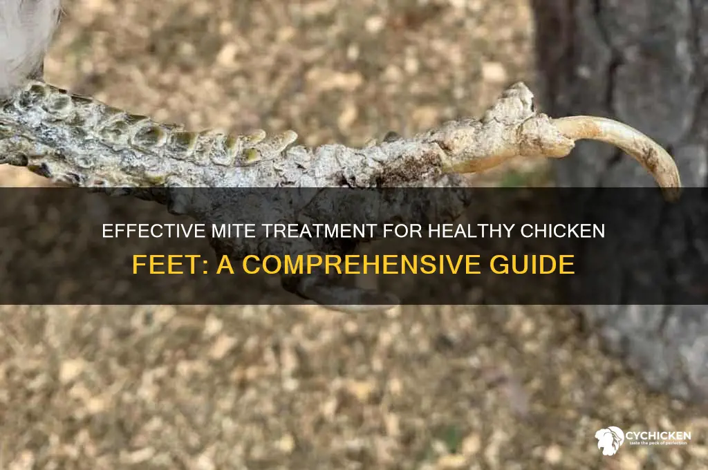 Effective Mite Treatment For Healthy Chicken Feet: A Comprehensive ...