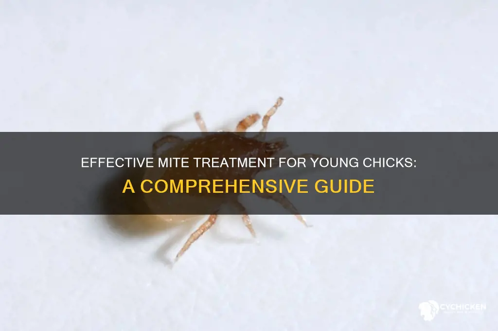 Effective Mite Treatment For Young Chicks: A Comprehensive Guide ...