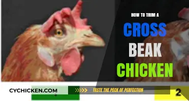 Effective Treatment Strategies For Newcastle Disease In Chickens ...