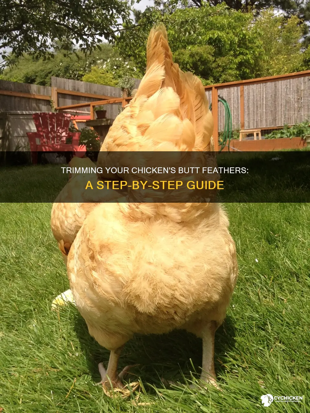 Trimming Your Chicken's Butt Feathers: A Step-By-Step Guide | CyChicken