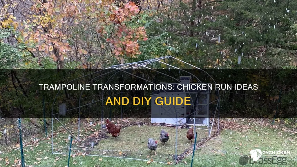 Trampoline Transformations: Chicken Run Ideas And Diy Guide | CyChicken