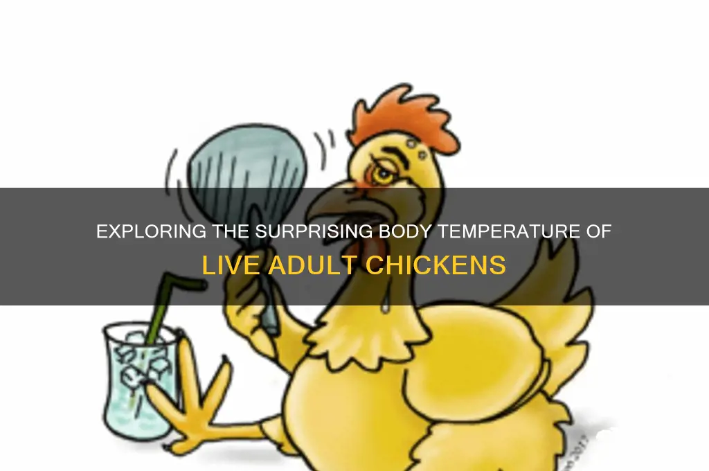 Exploring The Surprising Body Temperature Of Live Adult Chickens ...
