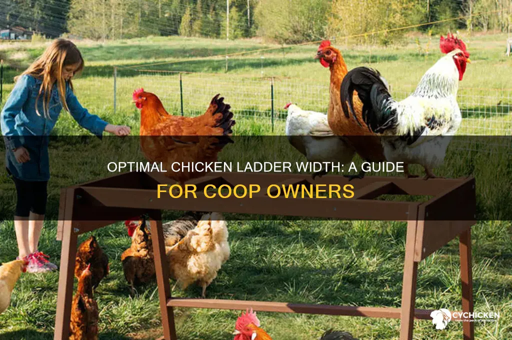 Optimal Chicken Ladder Width: A Guide For Coop Owners | CyChicken