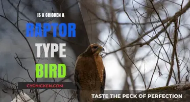 Understanding Chickens: Are They Male, Female, Or Something Else ...