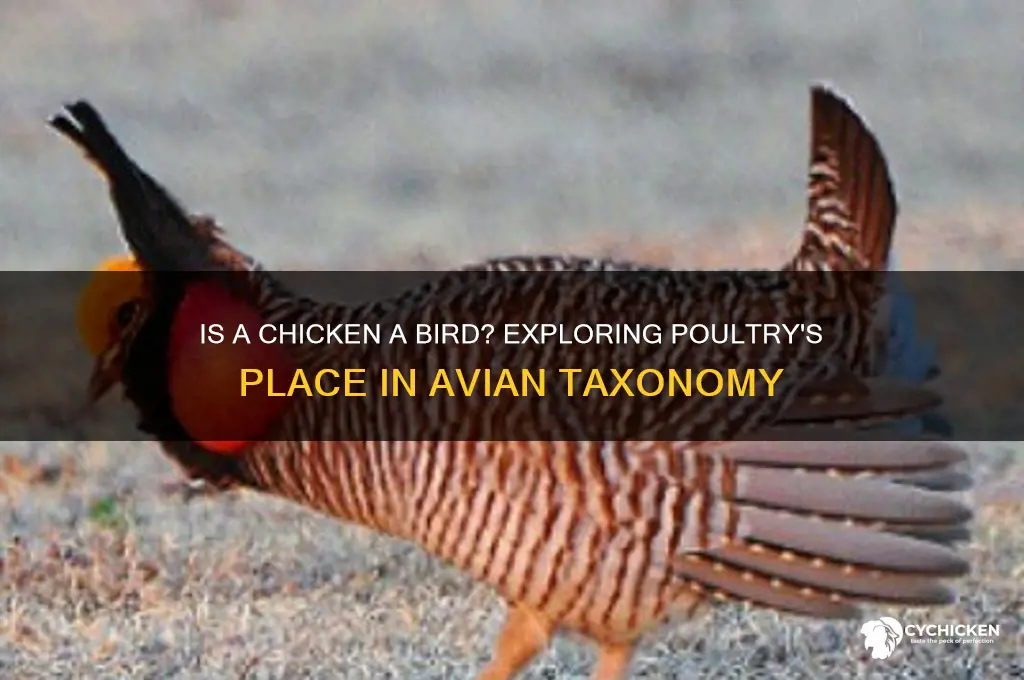 Is A Chicken A Bird? Exploring Poultry's Place In Avian Taxonomy ...