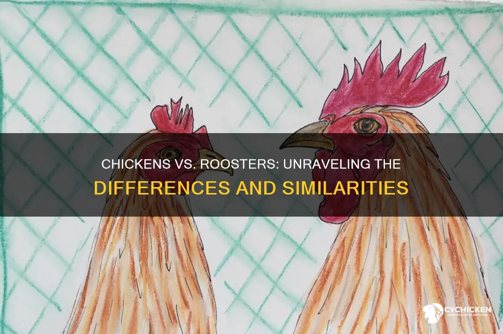 Chickens Vs. Roosters: Unraveling The Differences And Similarities ...