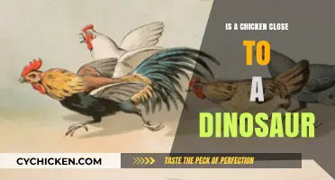 Understanding Chickens: Are They Male, Female, Or Something Else ...