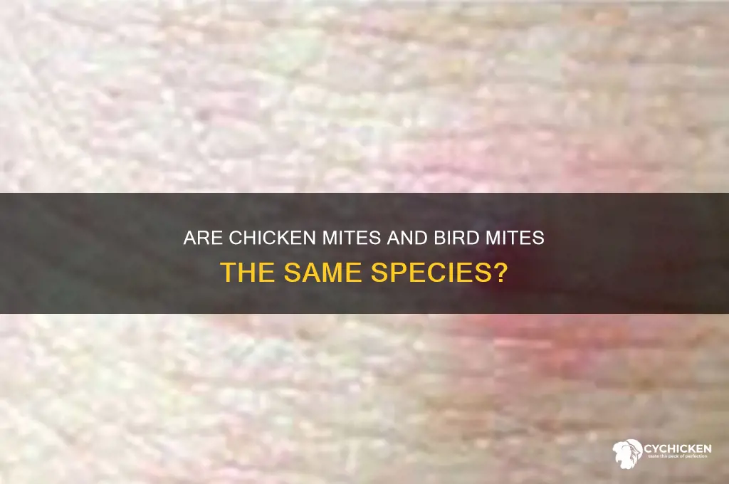 Are Chicken Mites And Bird Mites The Same Species? | CyChicken