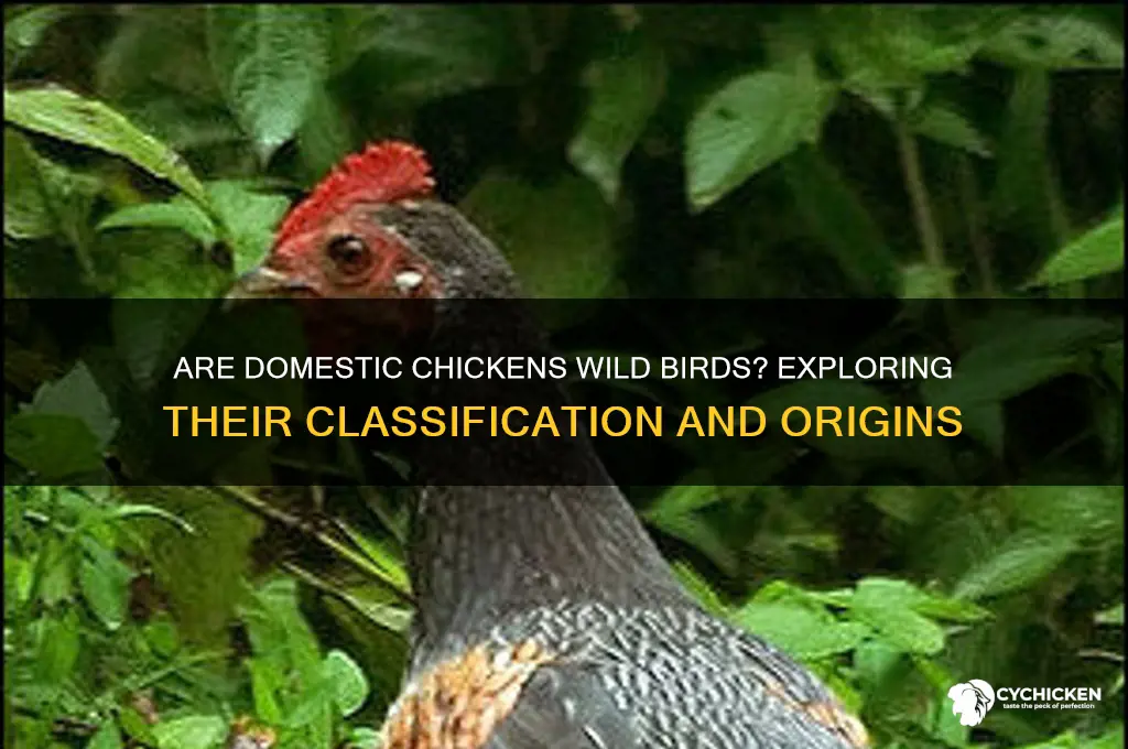 Are Domestic Chickens Wild Birds? Exploring Their Classification And ...