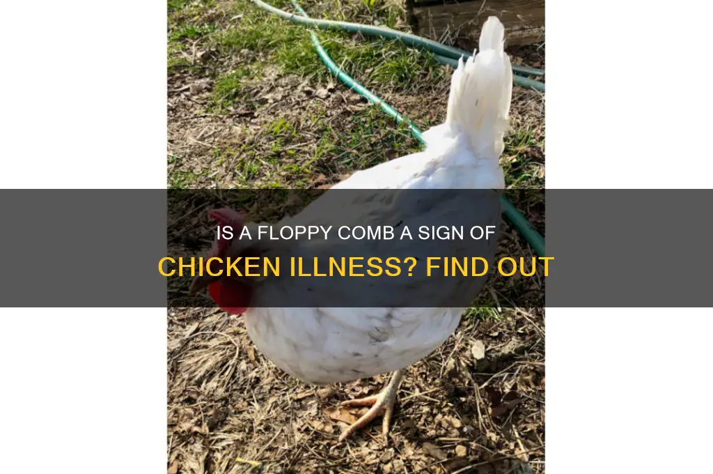 Is A Floppy Comb A Sign Of Chicken Illness? Find Out | CyChicken