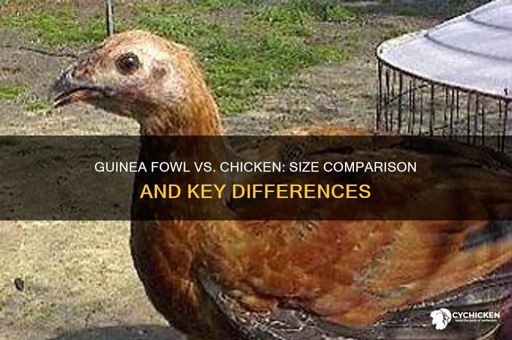 Guinea Fowl Vs. Chicken: Size Comparison And Key Differences | CyChicken
