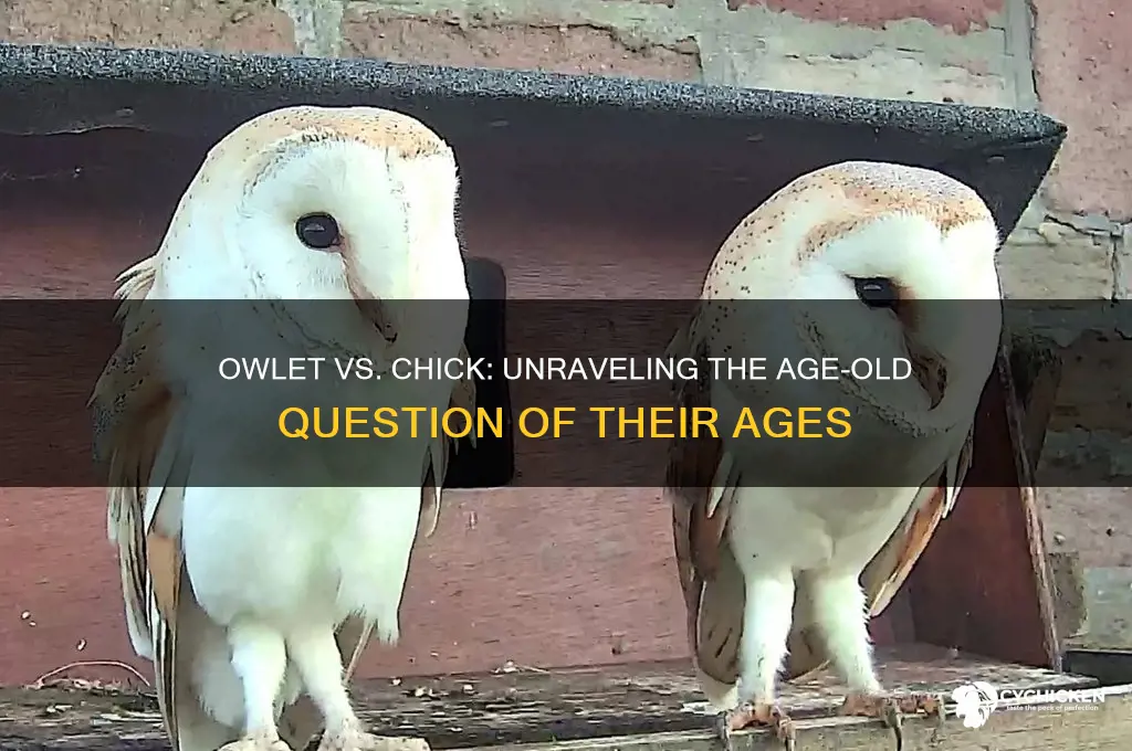Owlet Vs. Chick: Unraveling The Age-Old Question Of Their Ages | CyChicken