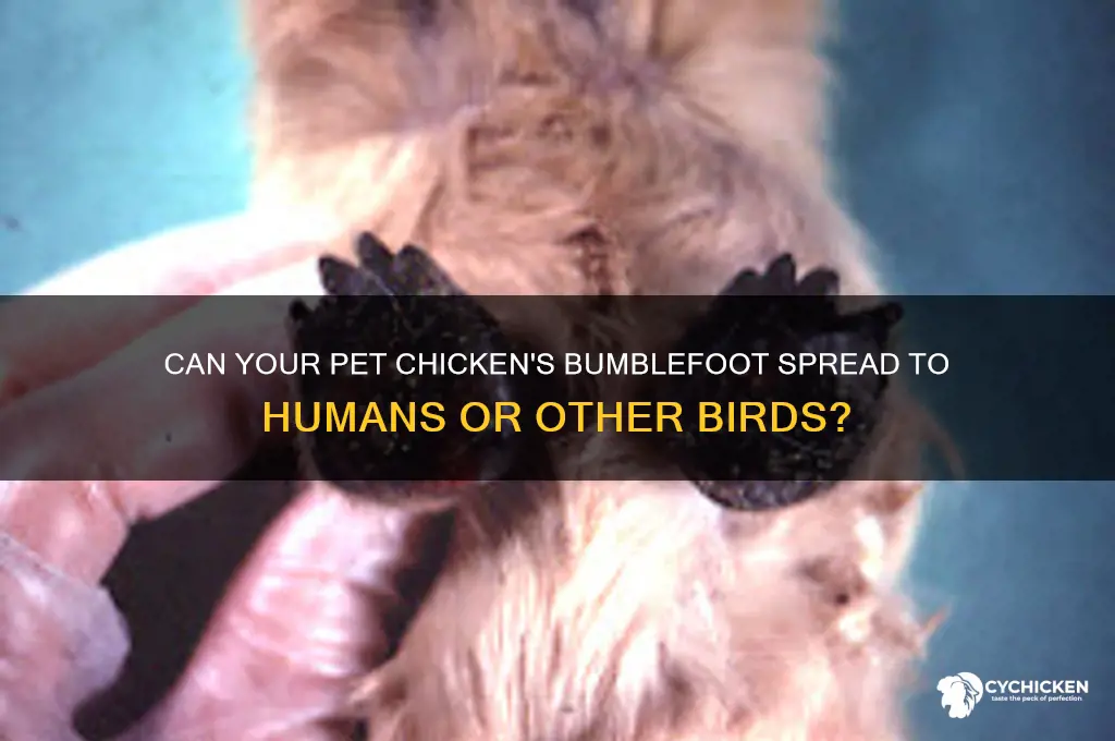 Can Your Pet Chicken's Bumblefoot Spread To Humans Or Other Birds ...