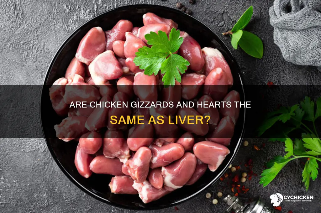 Are Chicken Gizzards And Hearts The Same As Liver? | CyChicken