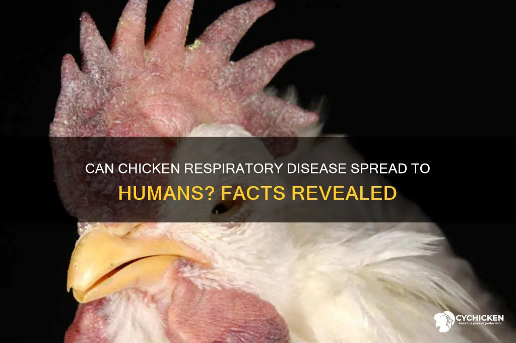 Can Chicken Respiratory Disease Spread To Humans? Facts Revealed ...