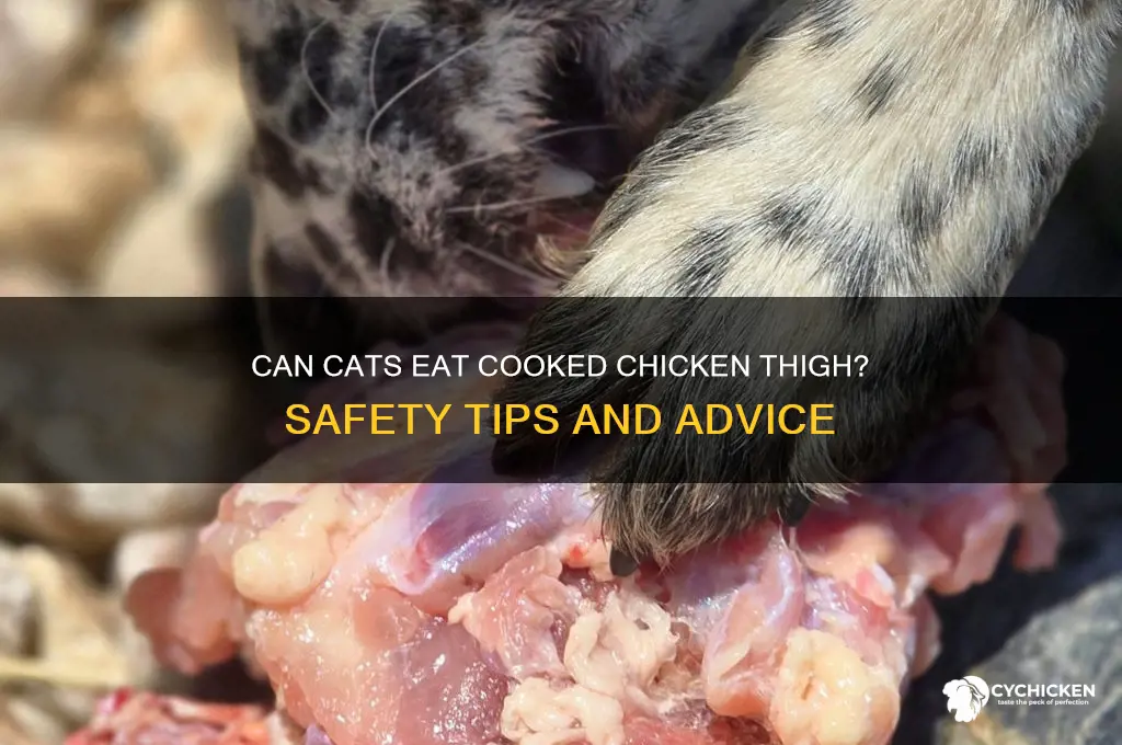 Can Cats Eat Cooked Chicken Thigh? Safety Tips And Advice | CyChicken