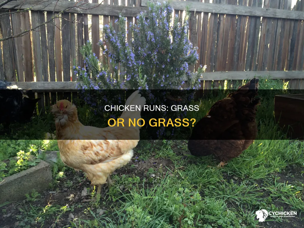 Chicken Runs: Grass Or No Grass? | CyChicken