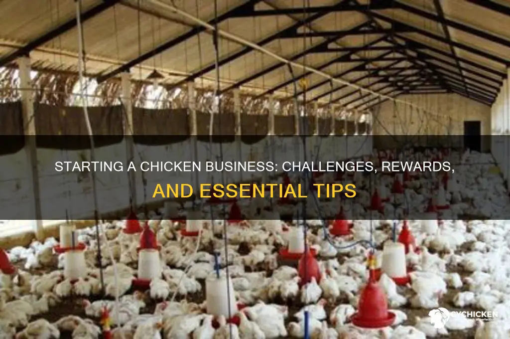 Starting A Chicken Business: Challenges, Rewards, And Essential Tips ...