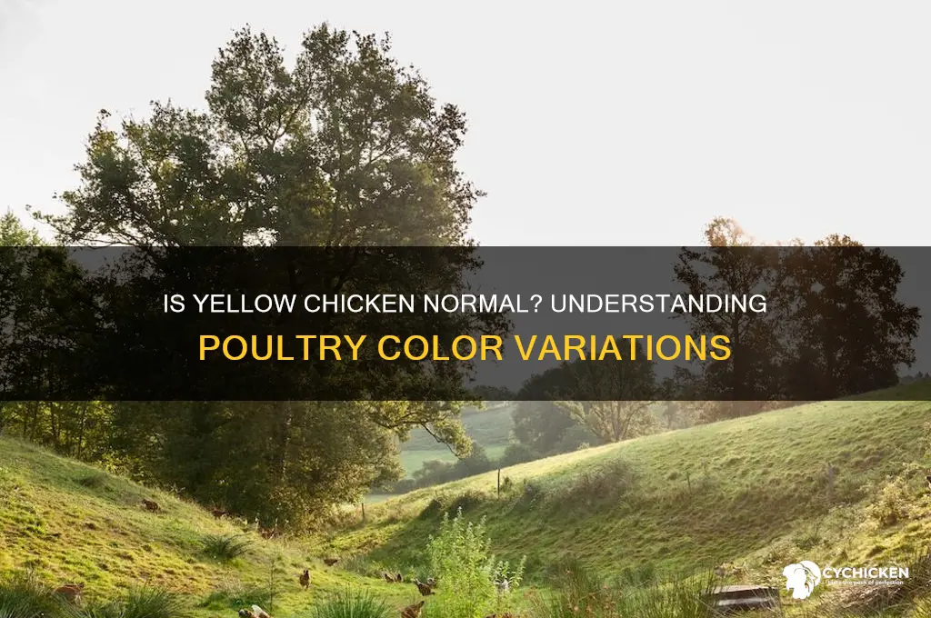 Is Yellow Chicken Normal? Understanding Poultry Color Variations ...