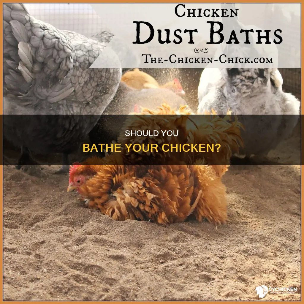 Should You Bathe Your Chicken? | CyChicken